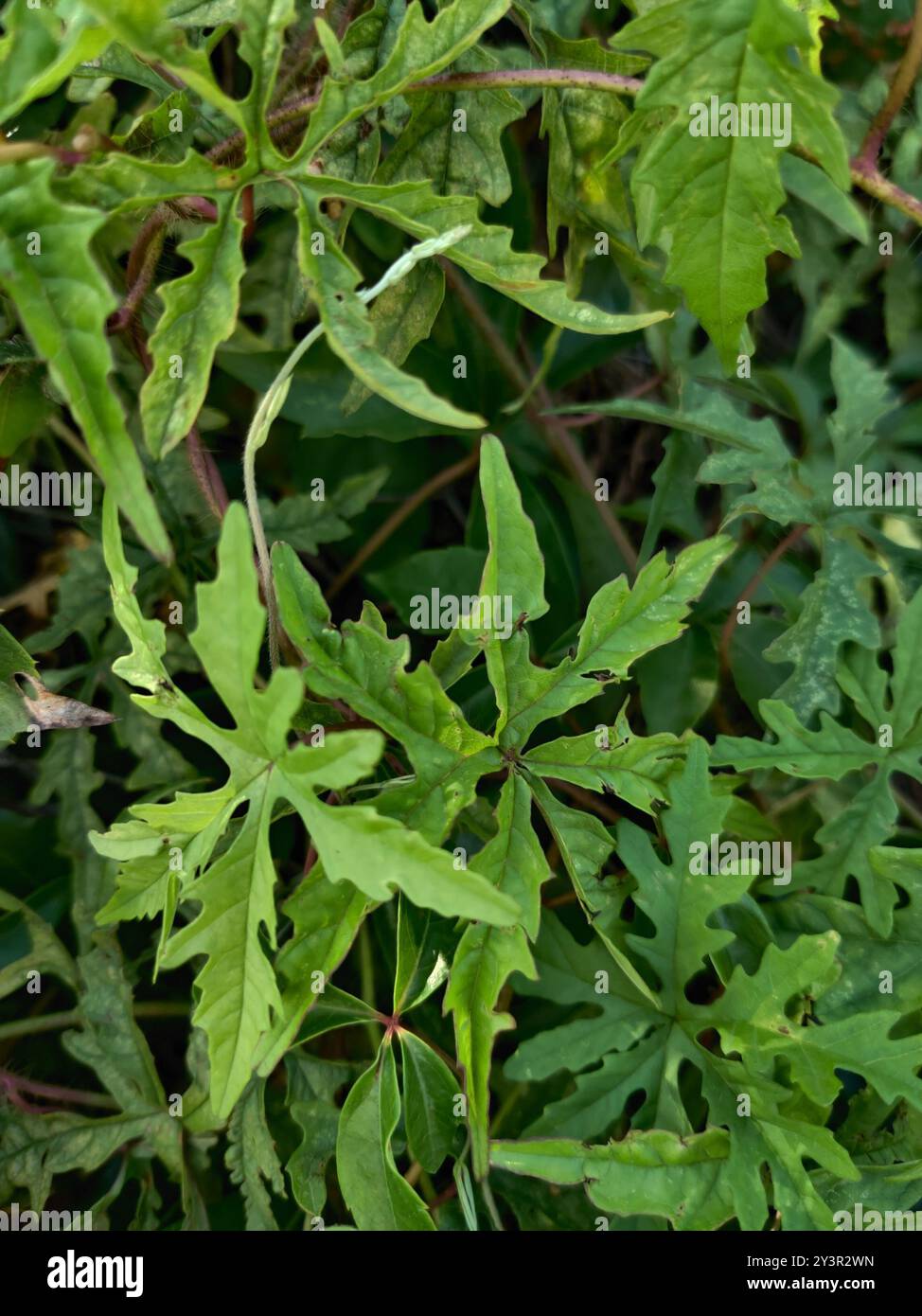 Alamo vine (Distimake dissectus) Plantae Stock Photo - Alamy