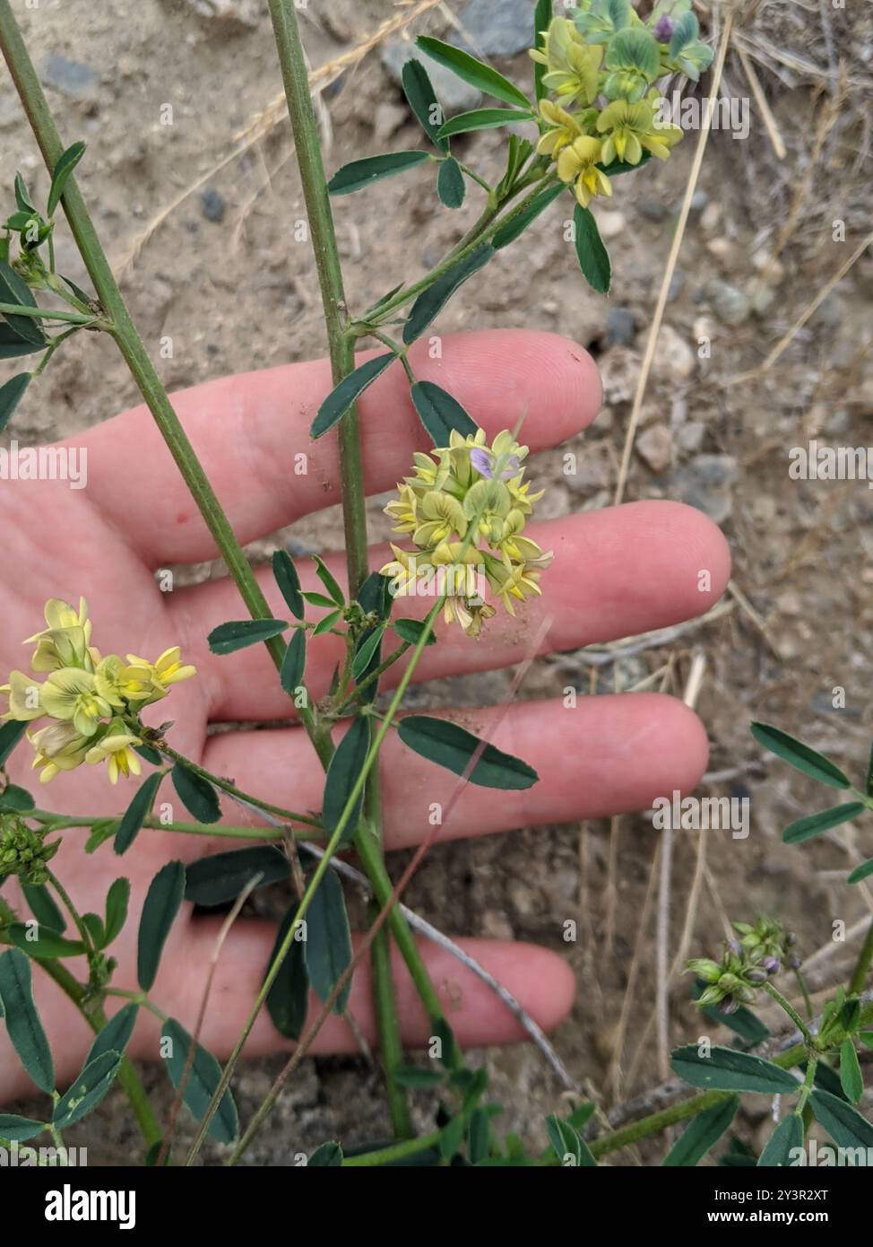 Alfalfa Complex (Medicago sativa) Plantae Stock Photo - Alamy