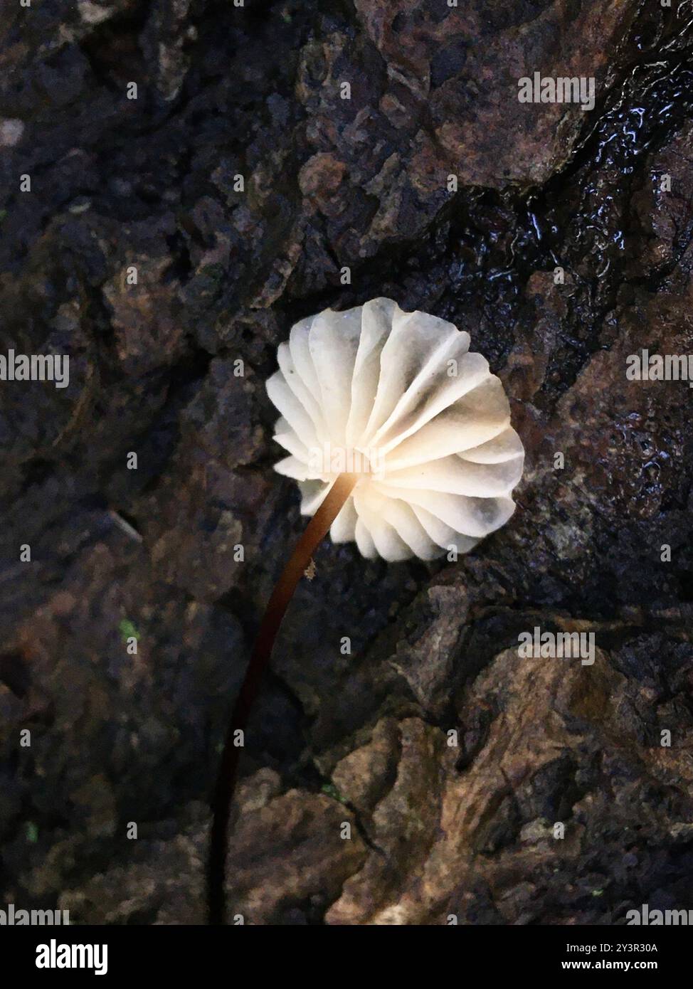 collared parachute (Marasmius rotula) Fungi Stock Photo - Alamy