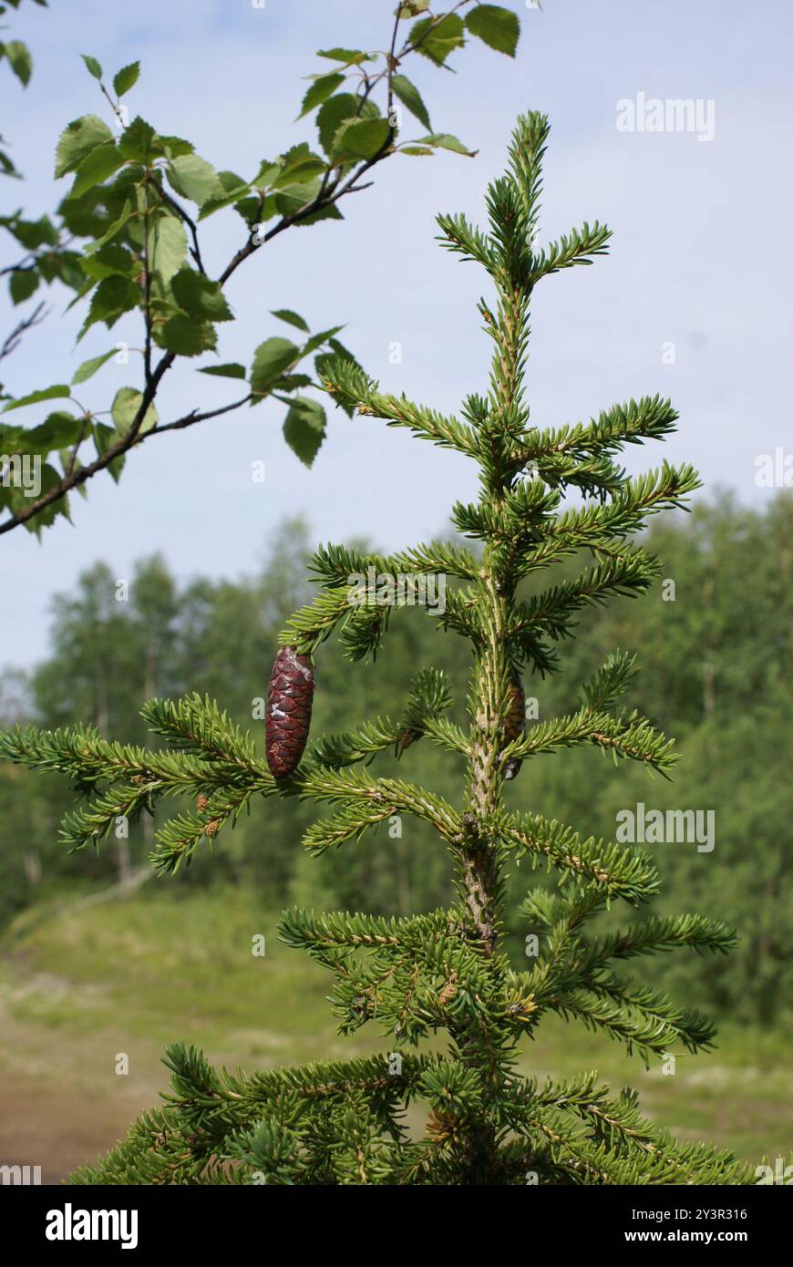 Siberian spruce (Picea obovata) Plantae Stock Photo - Alamy