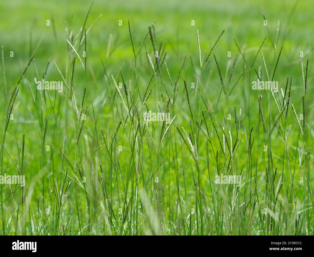 Bahia grass (Paspalum notatum) Plantae Stock Photo - Alamy