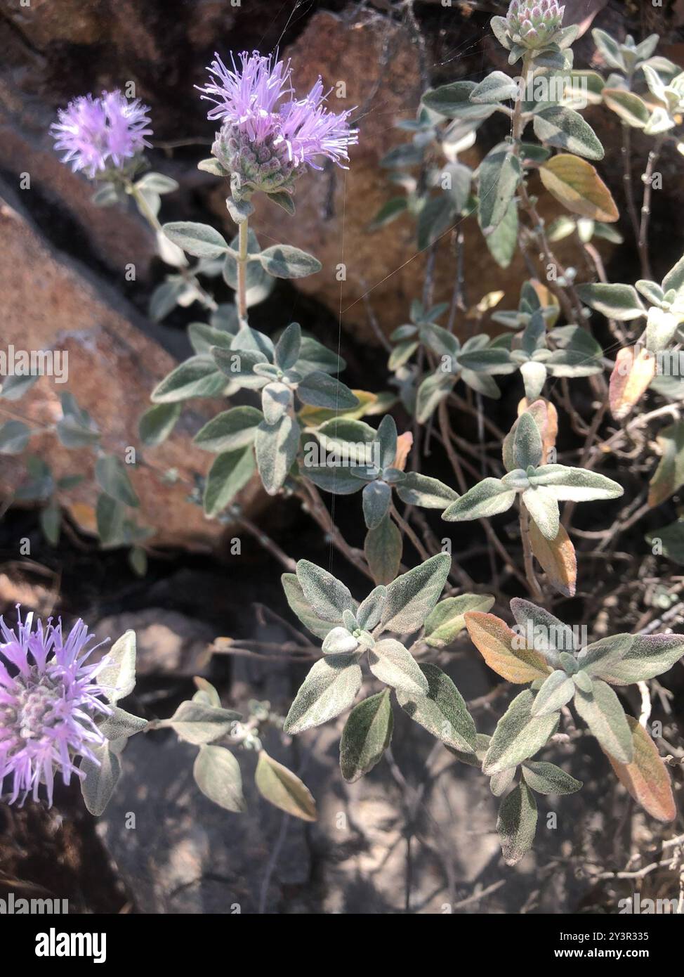 Coyote Mint (Monardella villosa) Plantae Stock Photo - Alamy