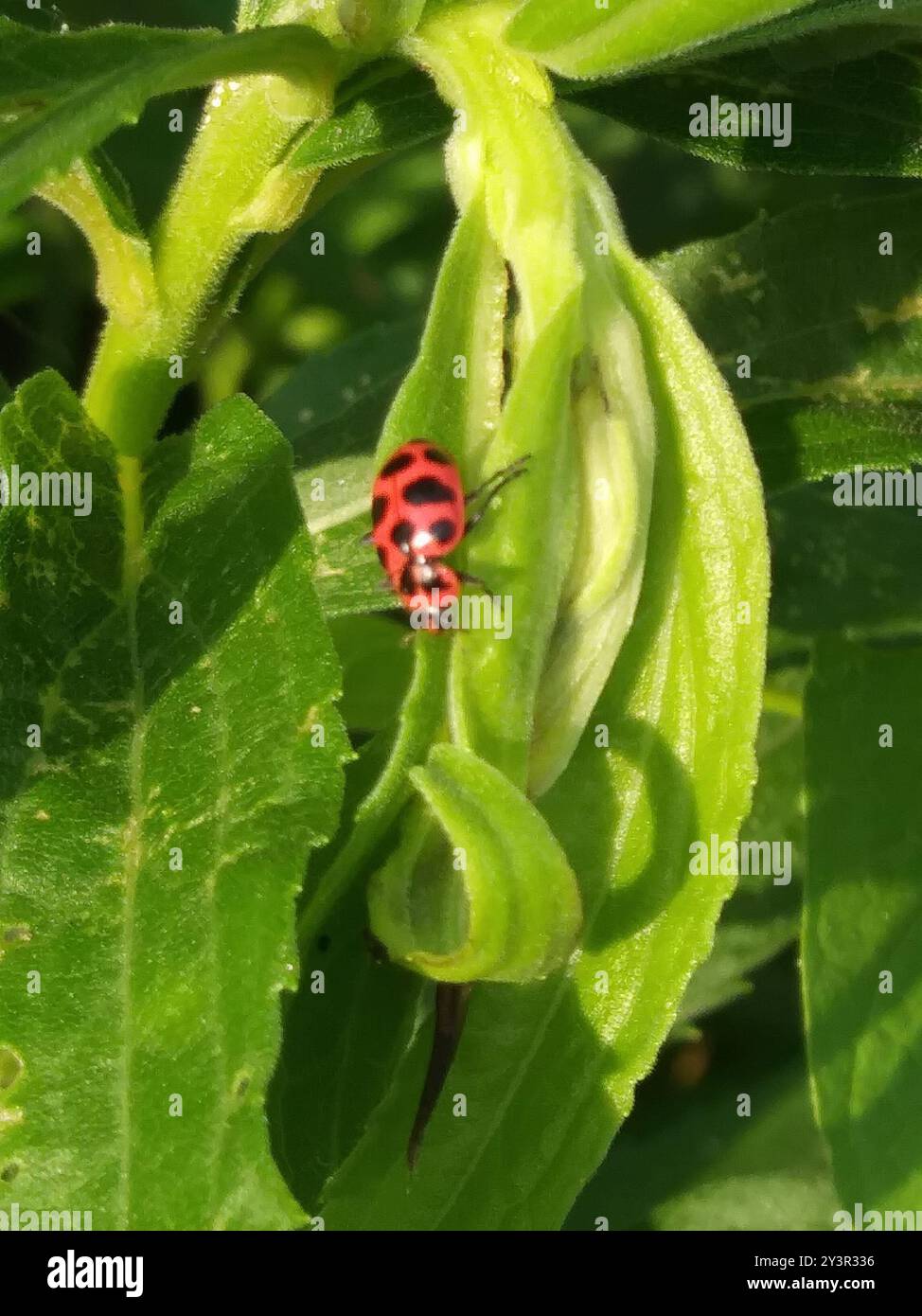 Spotted Pink Lady Beetle (Coleomegilla maculata) Insecta Stock Photo ...