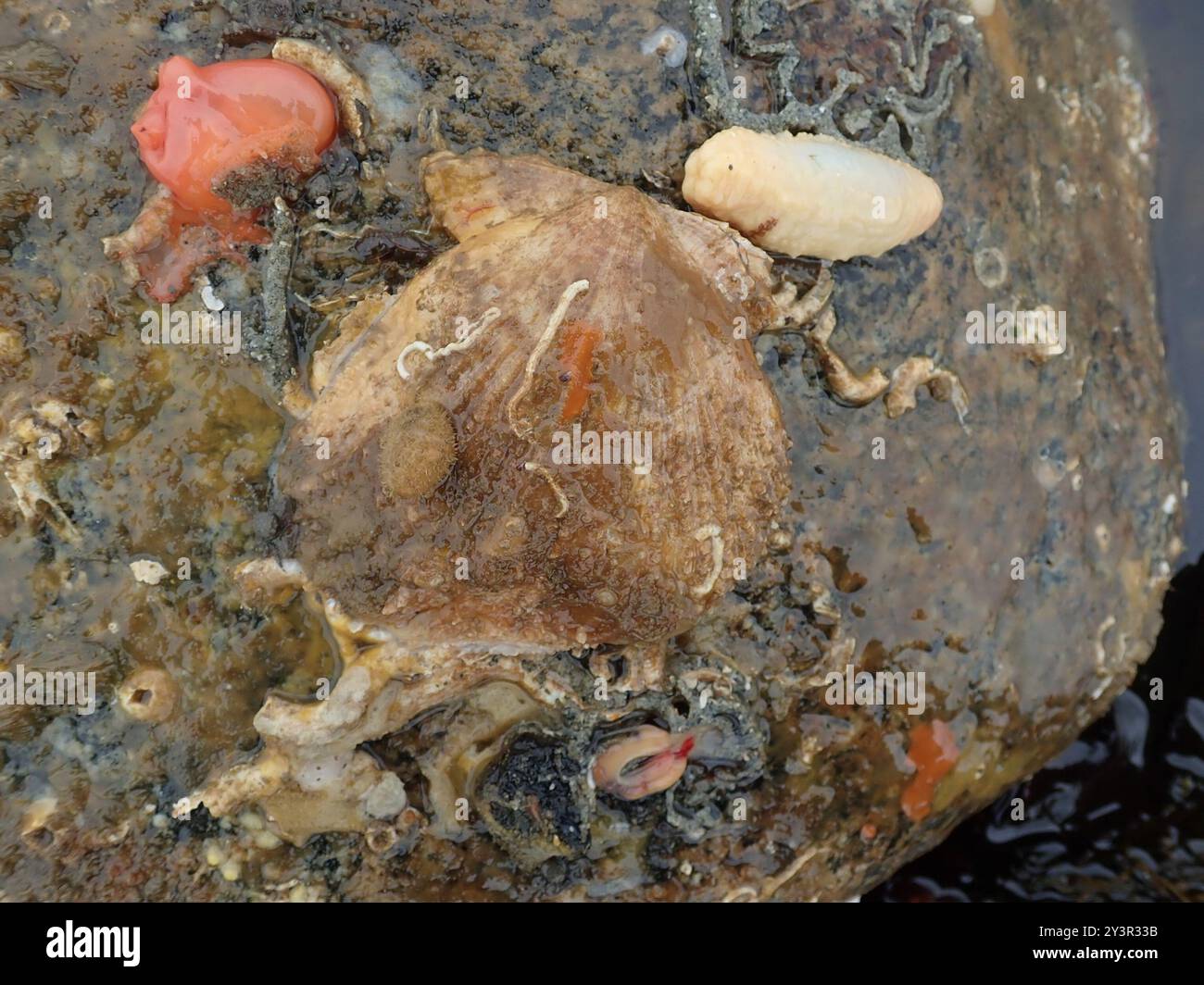Giant Rock Scallop (Crassadoma gigantea) Mollusca Stock Photo - Alamy