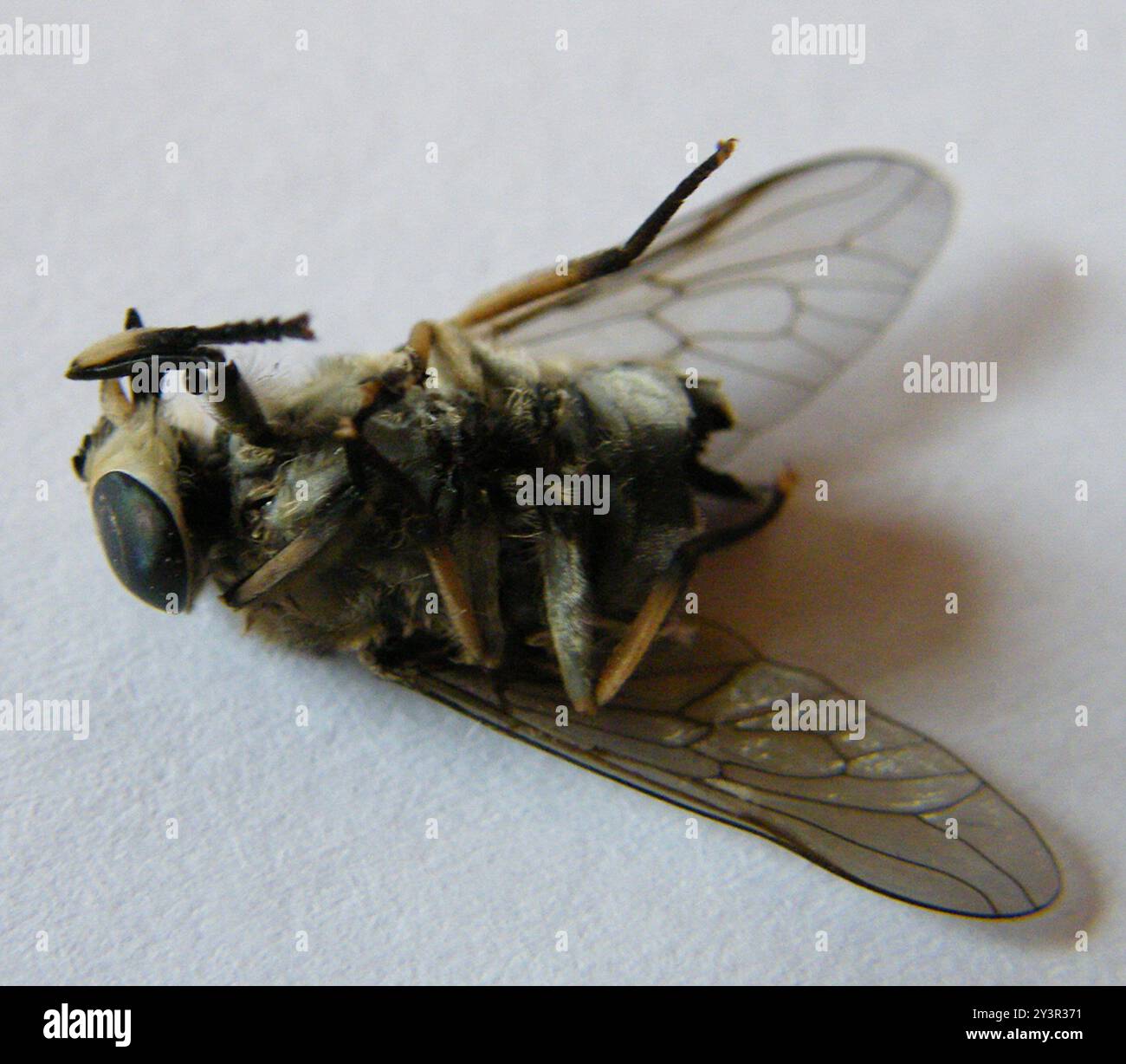 Large Marsh Horse Fly (Tabanus autumnalis) Insecta Stock Photo - Alamy