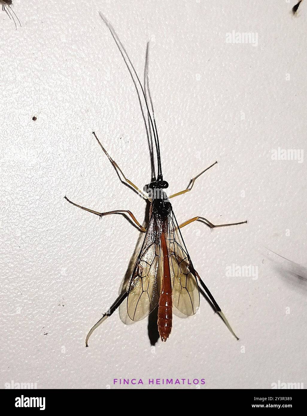 Ichneumonid and Braconid Wasps (Ichneumonoidea) Insecta Stock Photo - Alamy