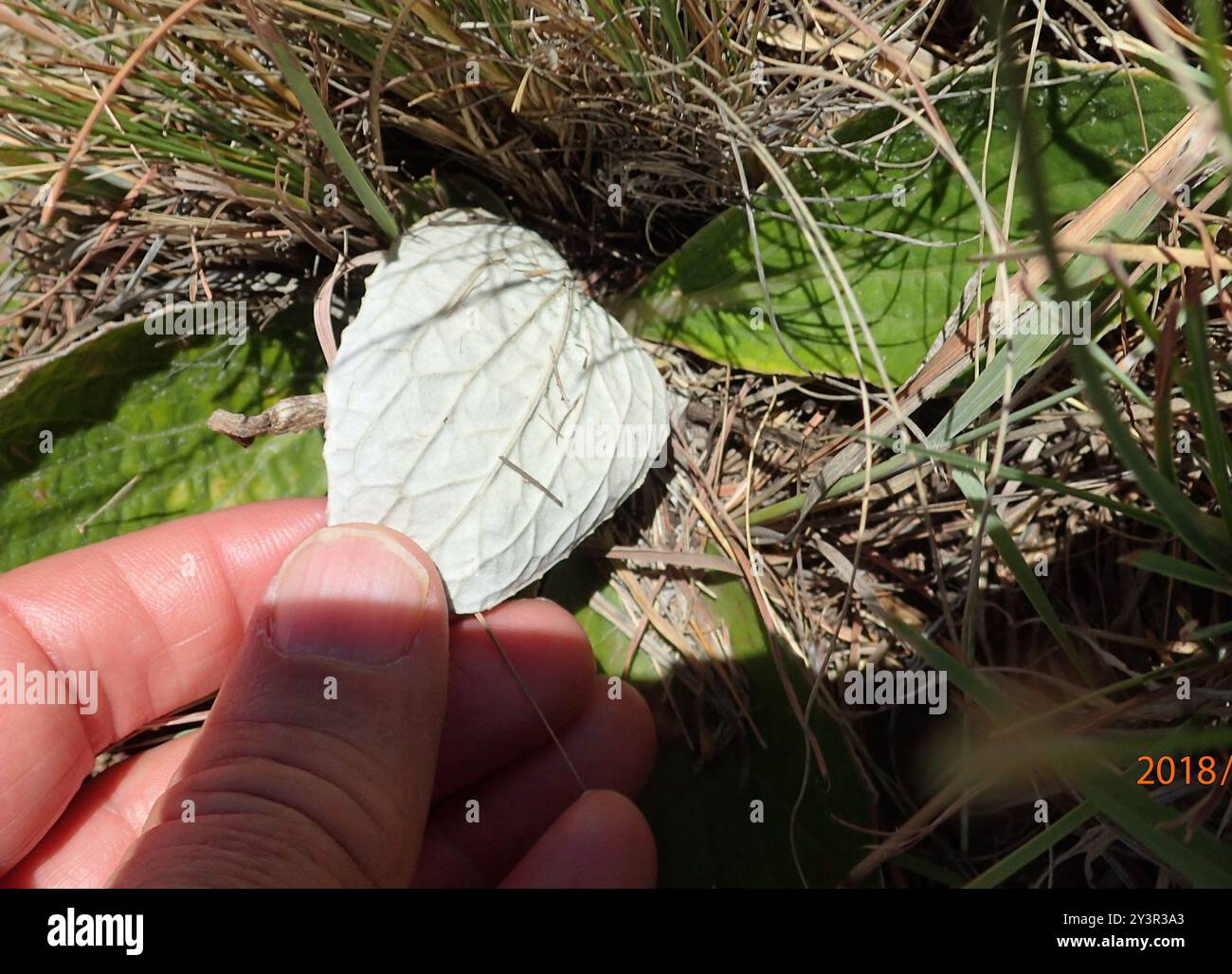 Common Falsegerbera (Haplocarpha scaposa) Plantae Stock Photo - Alamy