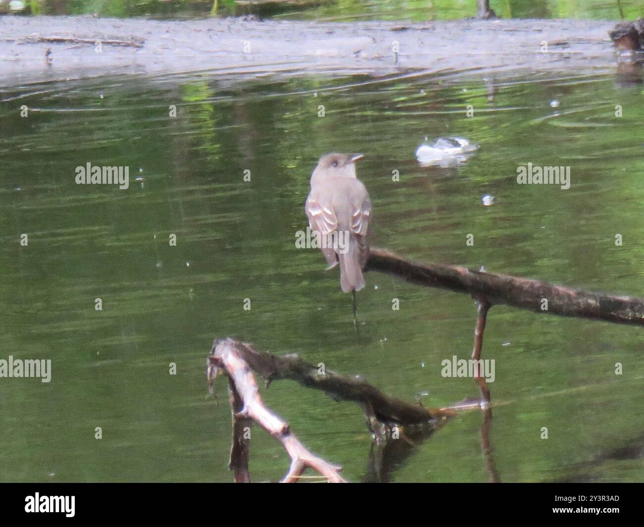 Western Wood-Pewee (Contopus sordidulus) Aves Stock Photo - Alamy
