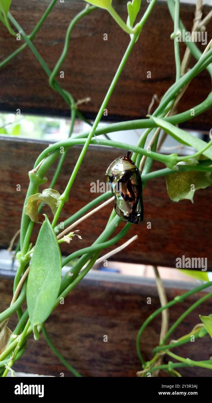 Common Crow Butterfly (Euploea core) Insecta Stock Photo - Alamy