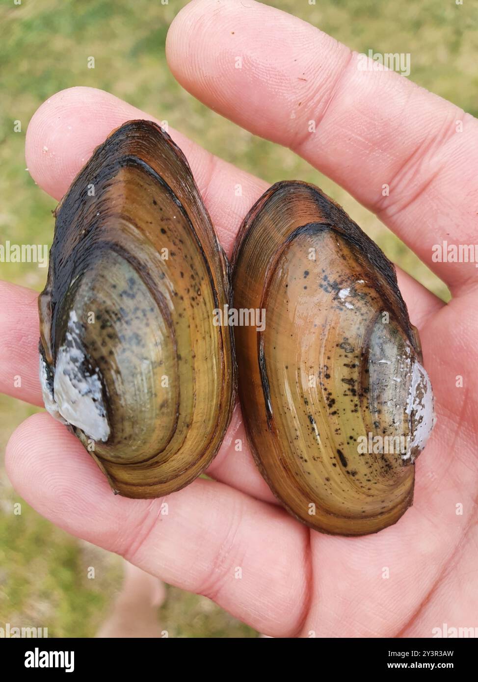 Swollen River-mussel (Unio tumidus) Mollusca Stock Photo - Alamy