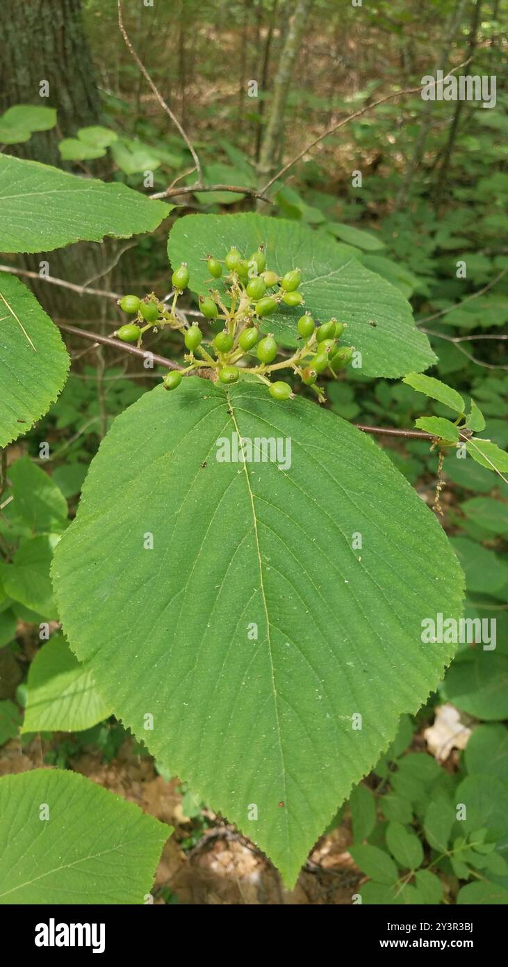hobblebush (Viburnum lantanoides) Plantae Stock Photo - Alamy