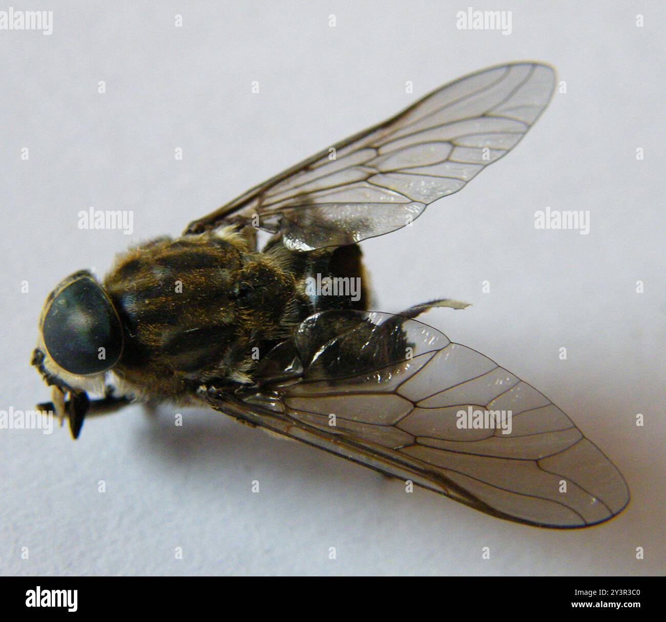 Large Marsh Horse Fly (Tabanus autumnalis) Insecta Stock Photo - Alamy
