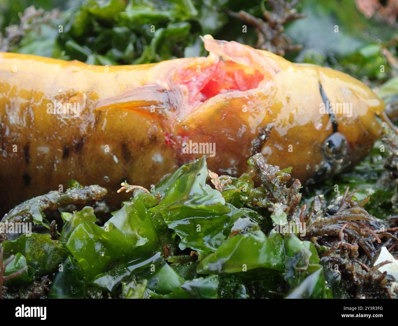 Penpoint Gunnel (Apodichthys flavidus) Actinopterygii Stock Photo - Alamy
