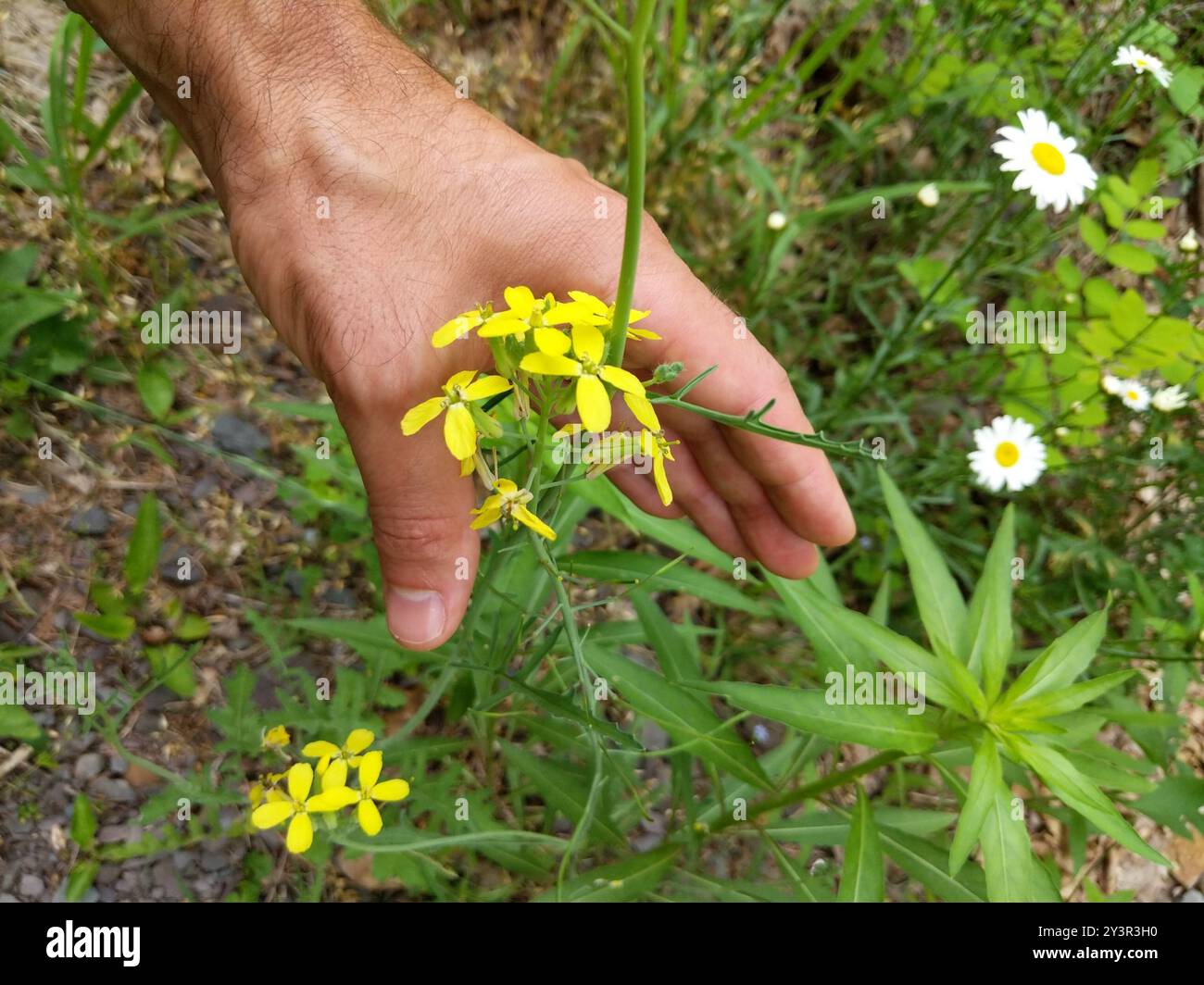 Isle of Man Cabbage (Coincya monensis) Plantae Stock Photo - Alamy