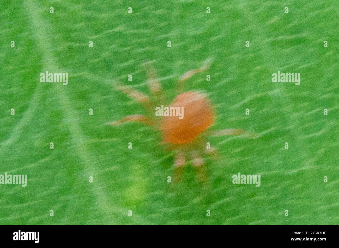 Mites and Ticks (Acari) Arachnida Stock Photo - Alamy