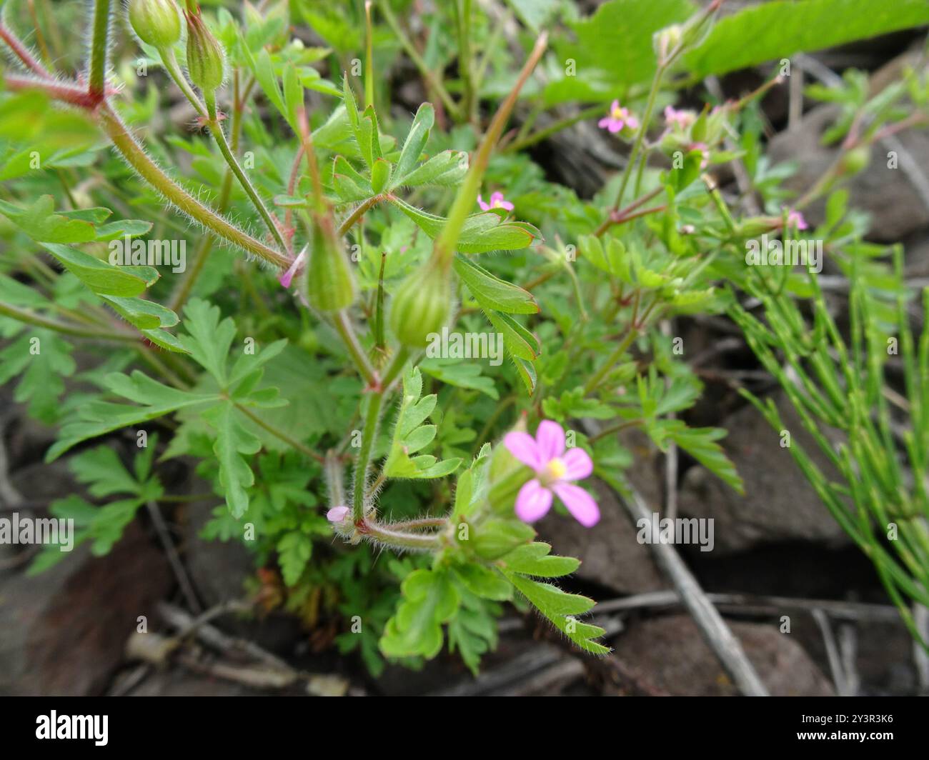 Little-Robin (Geranium purpureum) Plantae Stock Photo - Alamy