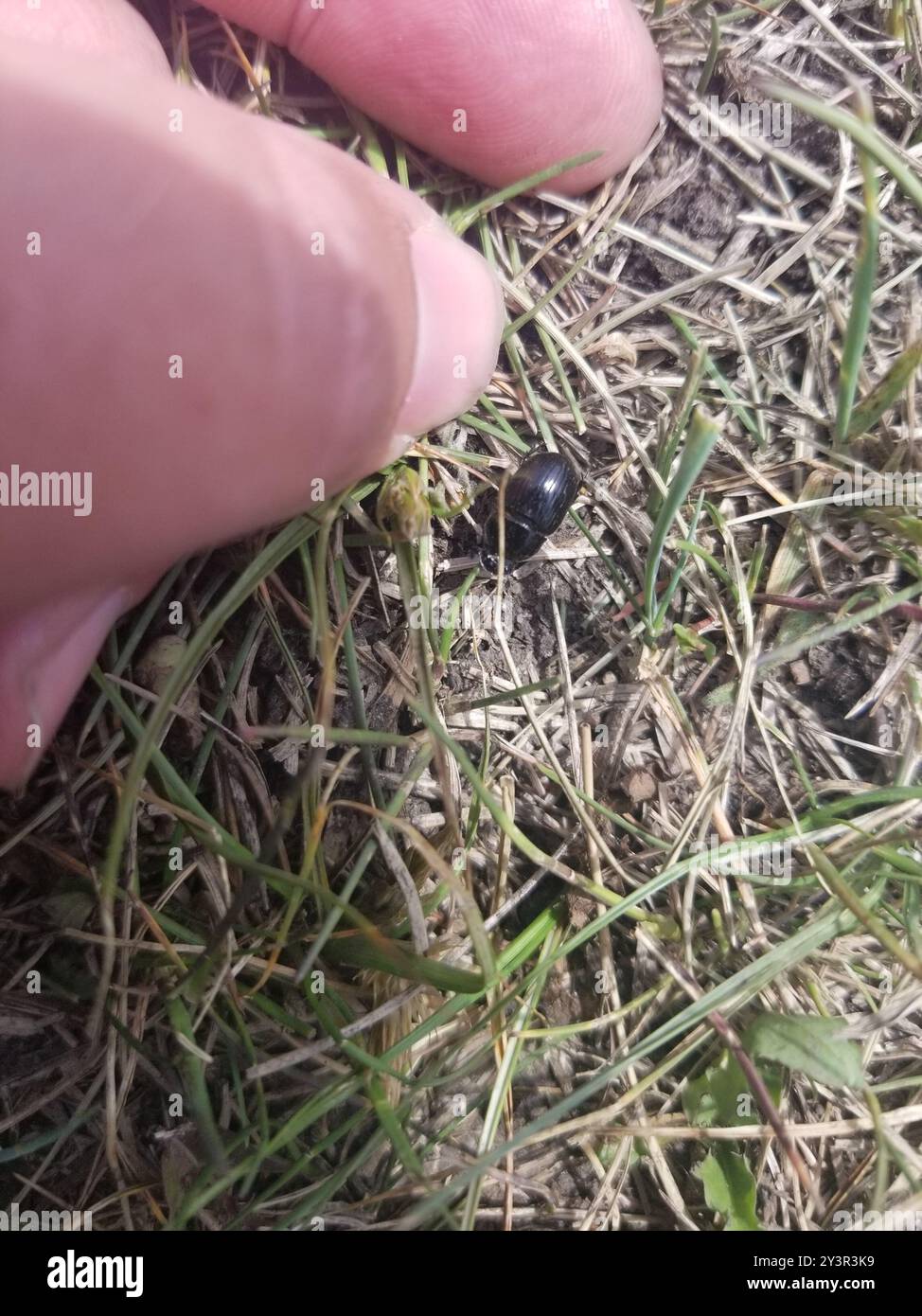 Water, Rove, Scarab, Long-horned, Leaf, and Snout Beetles (Polyphaga ...