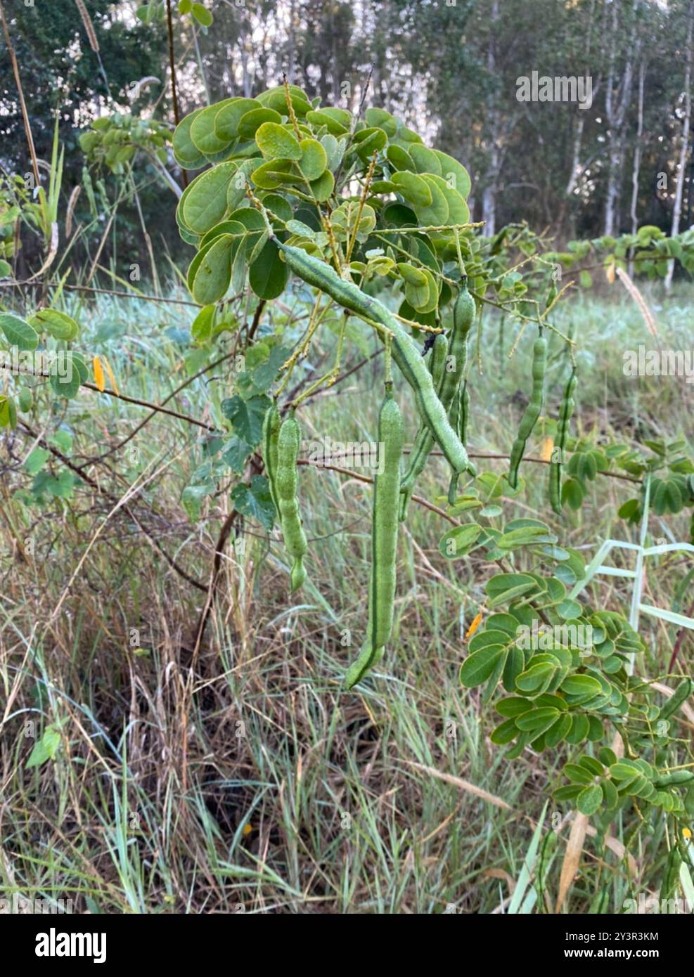 Christmas Senna (Senna pendula) Plantae Stock Photo - Alamy