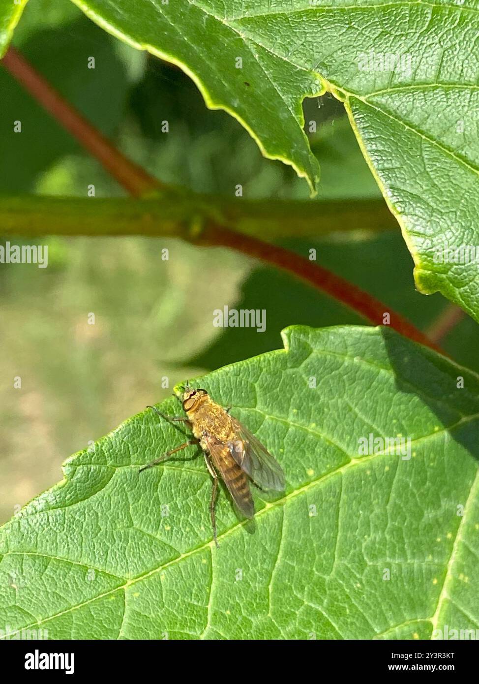 Common Stiletto (Thereva nobilitata) Insecta Stock Photo - Alamy