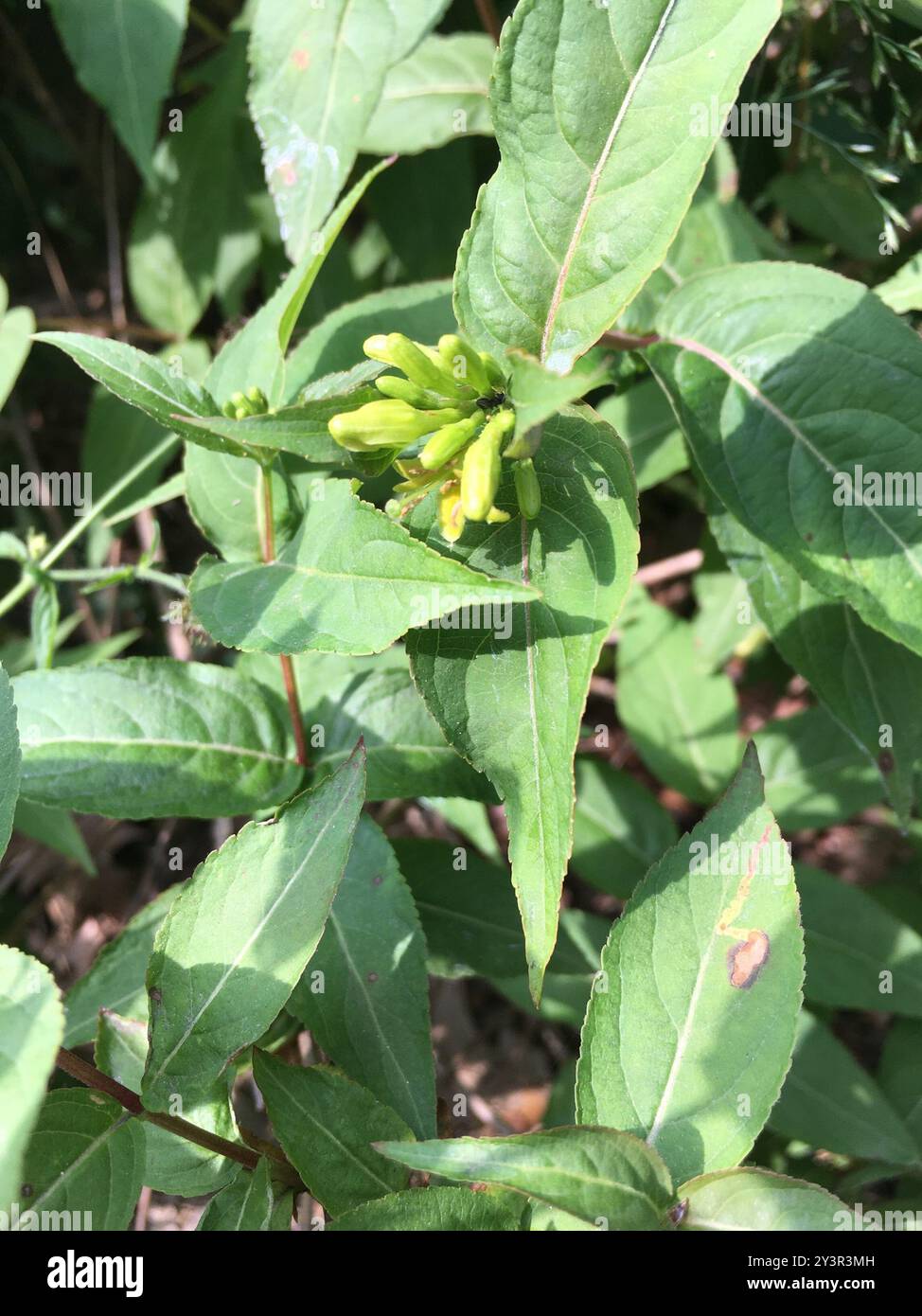 northern bush honeysuckle (Diervilla lonicera) Plantae Stock Photo - Alamy
