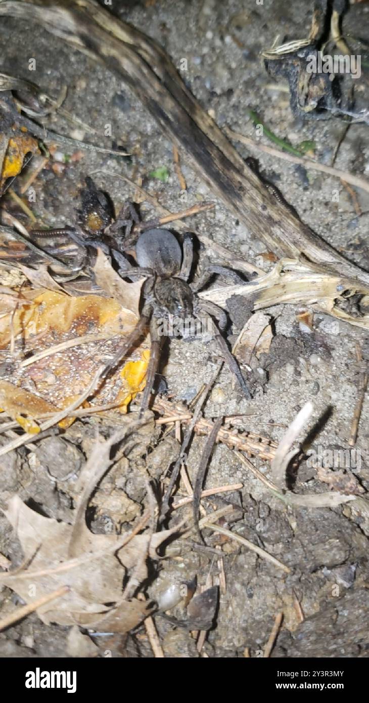 Wetland Giant Wolf Spider (Tigrosa helluo) Arachnida Stock Photo - Alamy