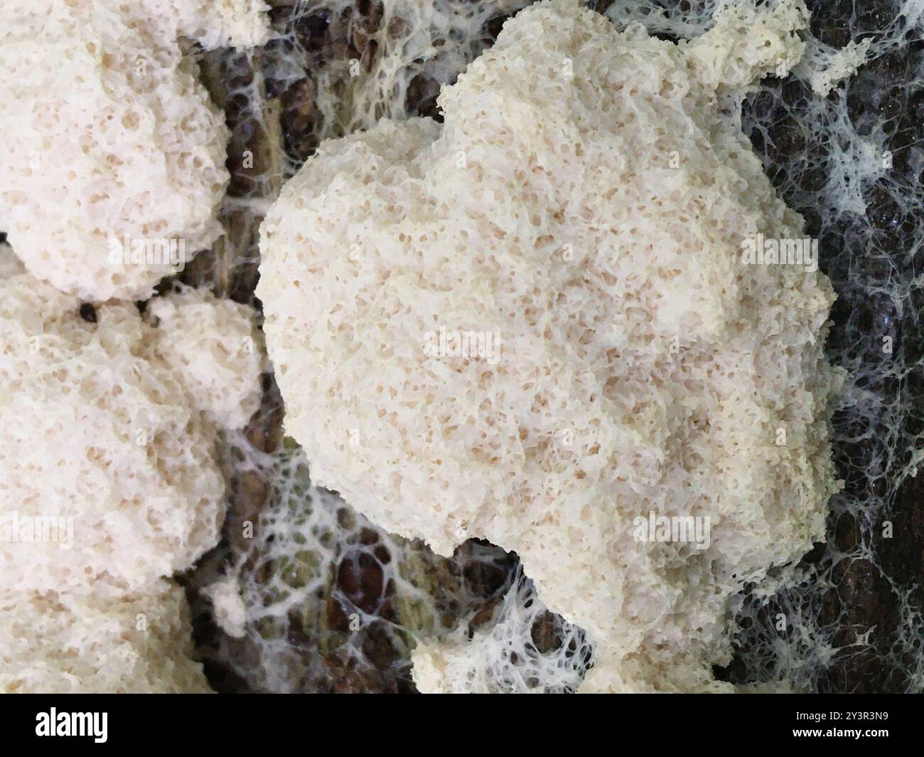 (Fuligo septica candida) Protozoa Stock Photo - Alamy