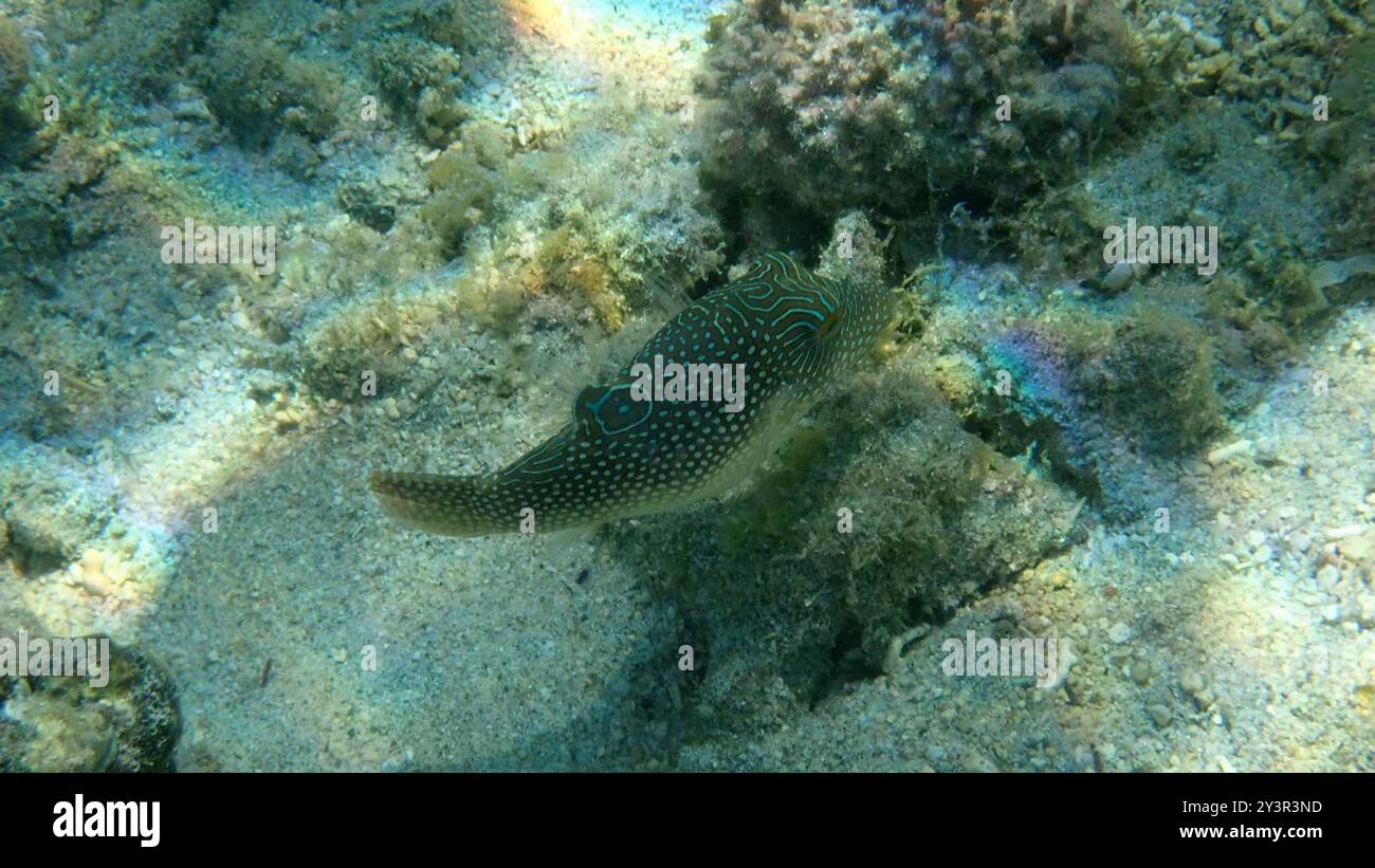 Peter's Toby (Canthigaster petersii) Actinopterygii Stock Photo - Alamy