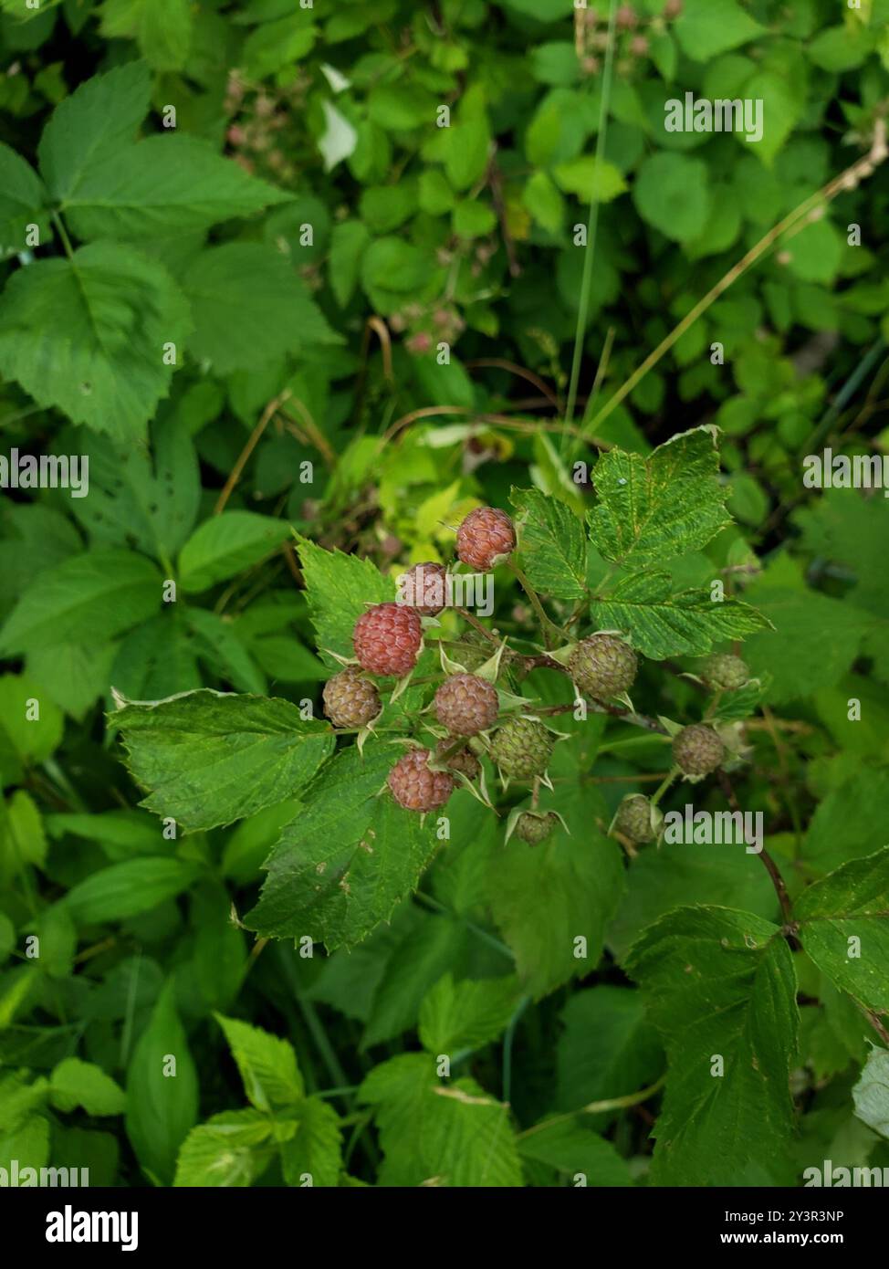 black raspberry (Rubus occidentalis) Plantae Stock Photo - Alamy