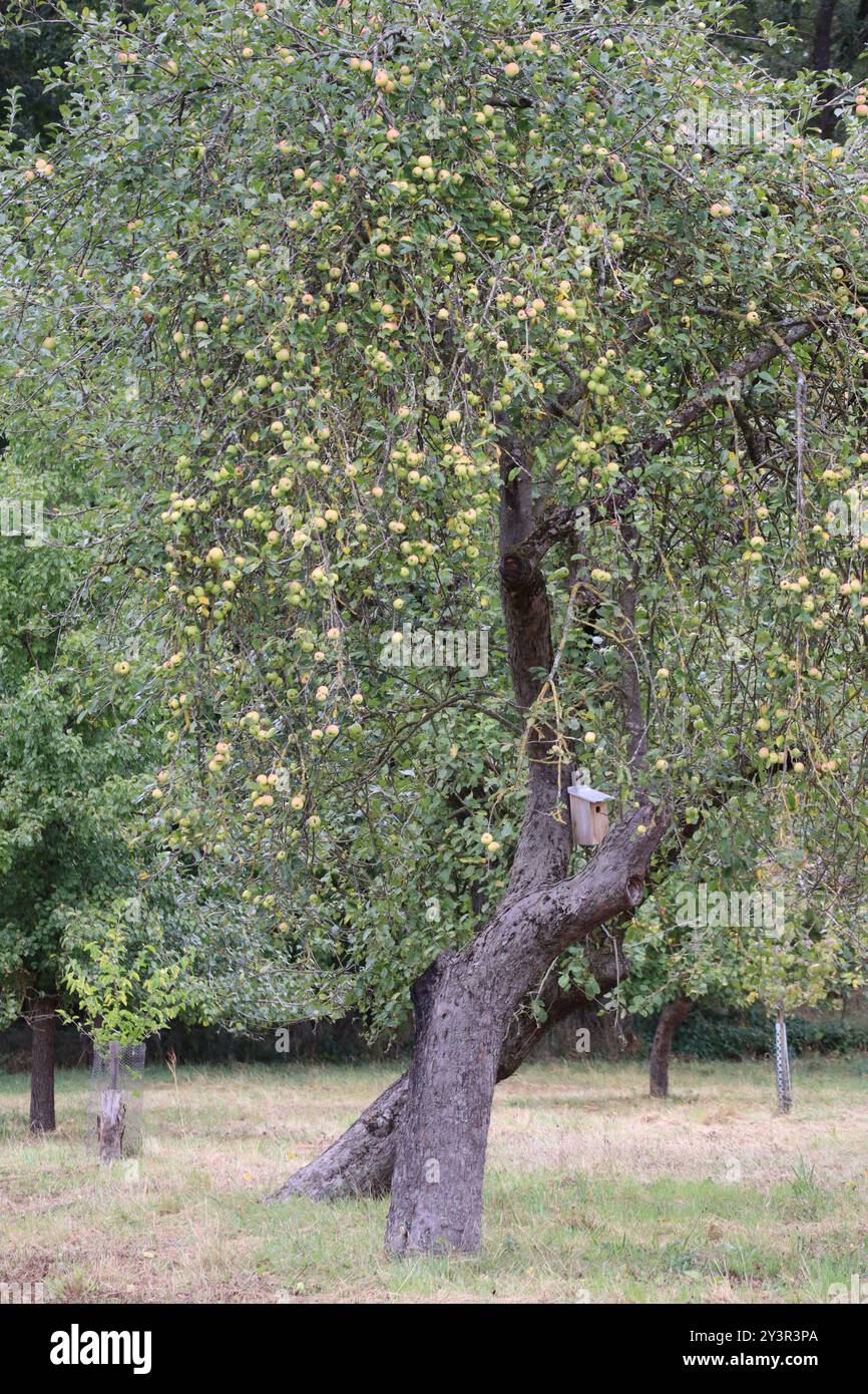 two Trees that have grown into each other Stock Photo - Alamy