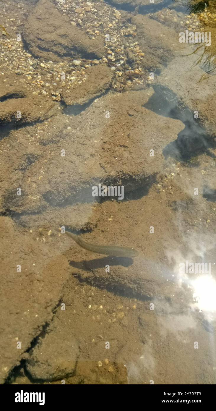 Mountain Galaxias (Galaxias olidus) Actinopterygii Stock Photo - Alamy