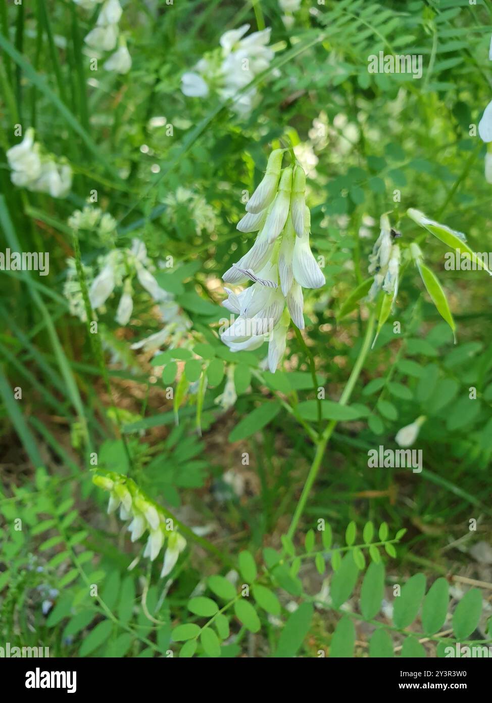 Wood Vetch (Vicia sylvatica) Plantae Stock Photo - Alamy