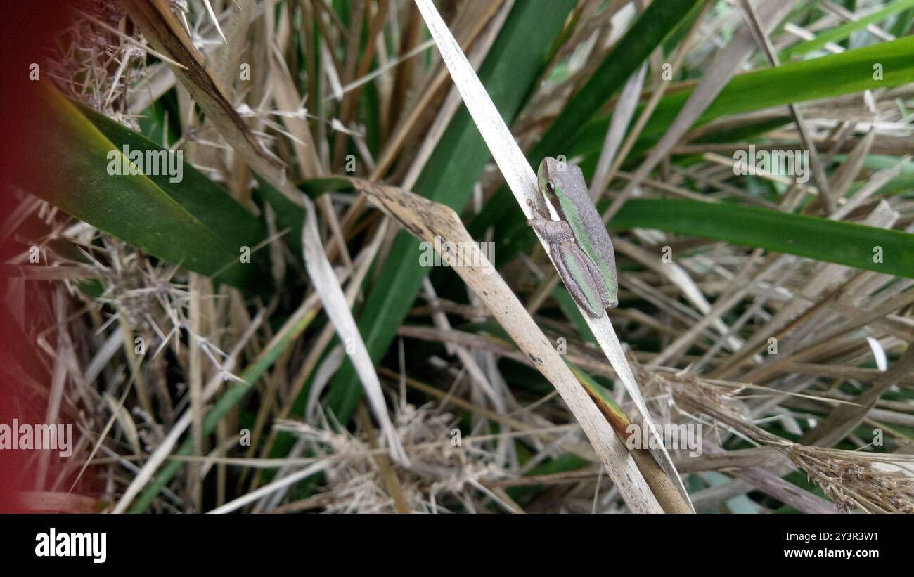 Eastern Dwarf Tree Frog (Litoria fallax) Amphibia Stock Photo - Alamy