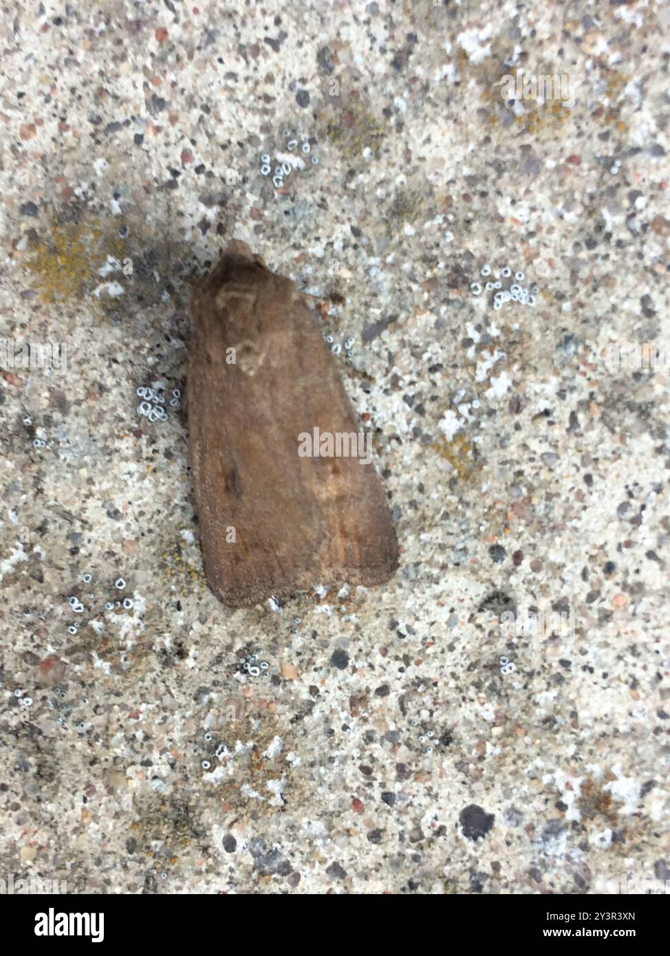 Mottled Rustic (Caradrina morpheus) Insecta Stock Photo - Alamy