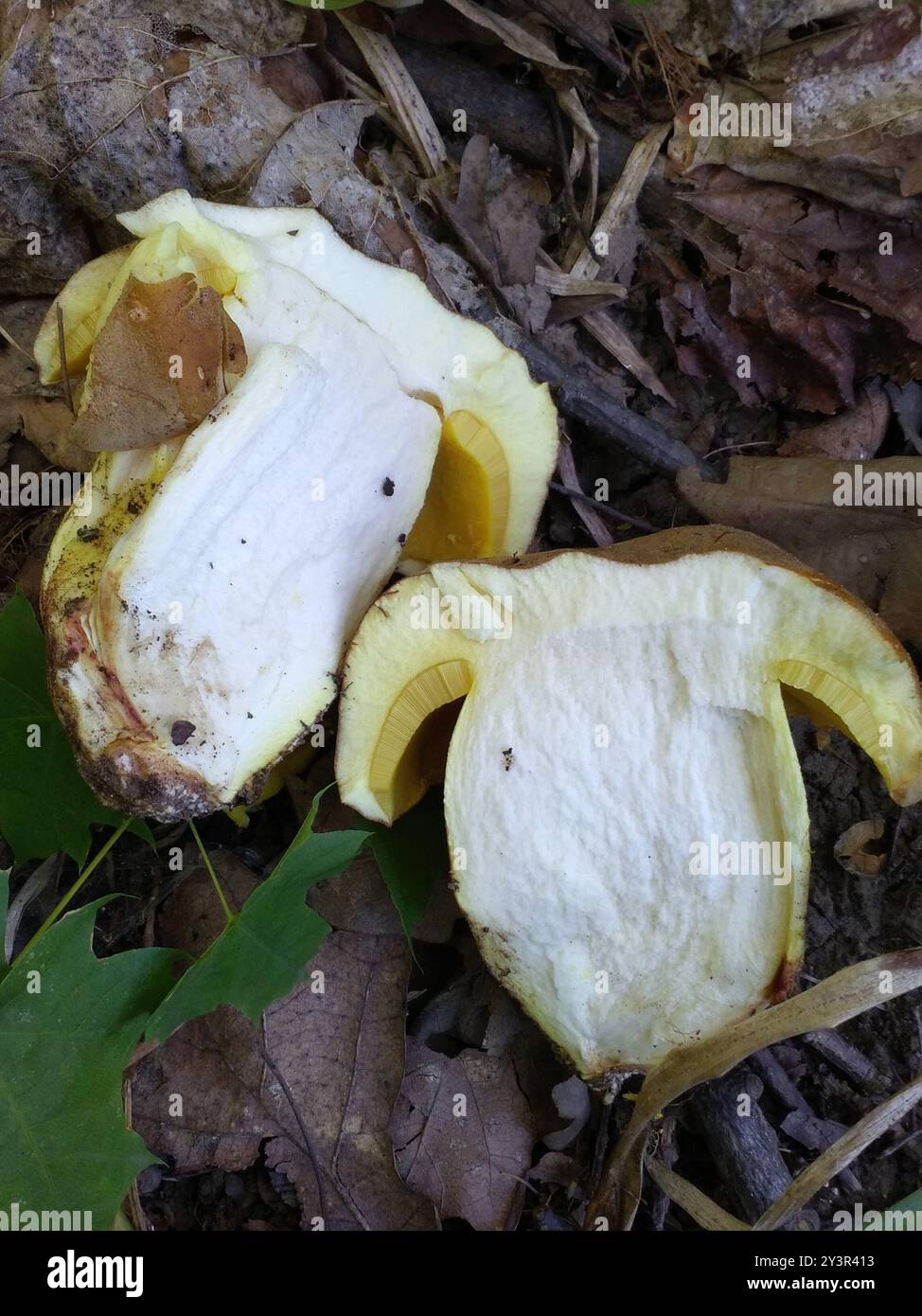 boletes (Boletaceae) Fungi Stock Photo - Alamy