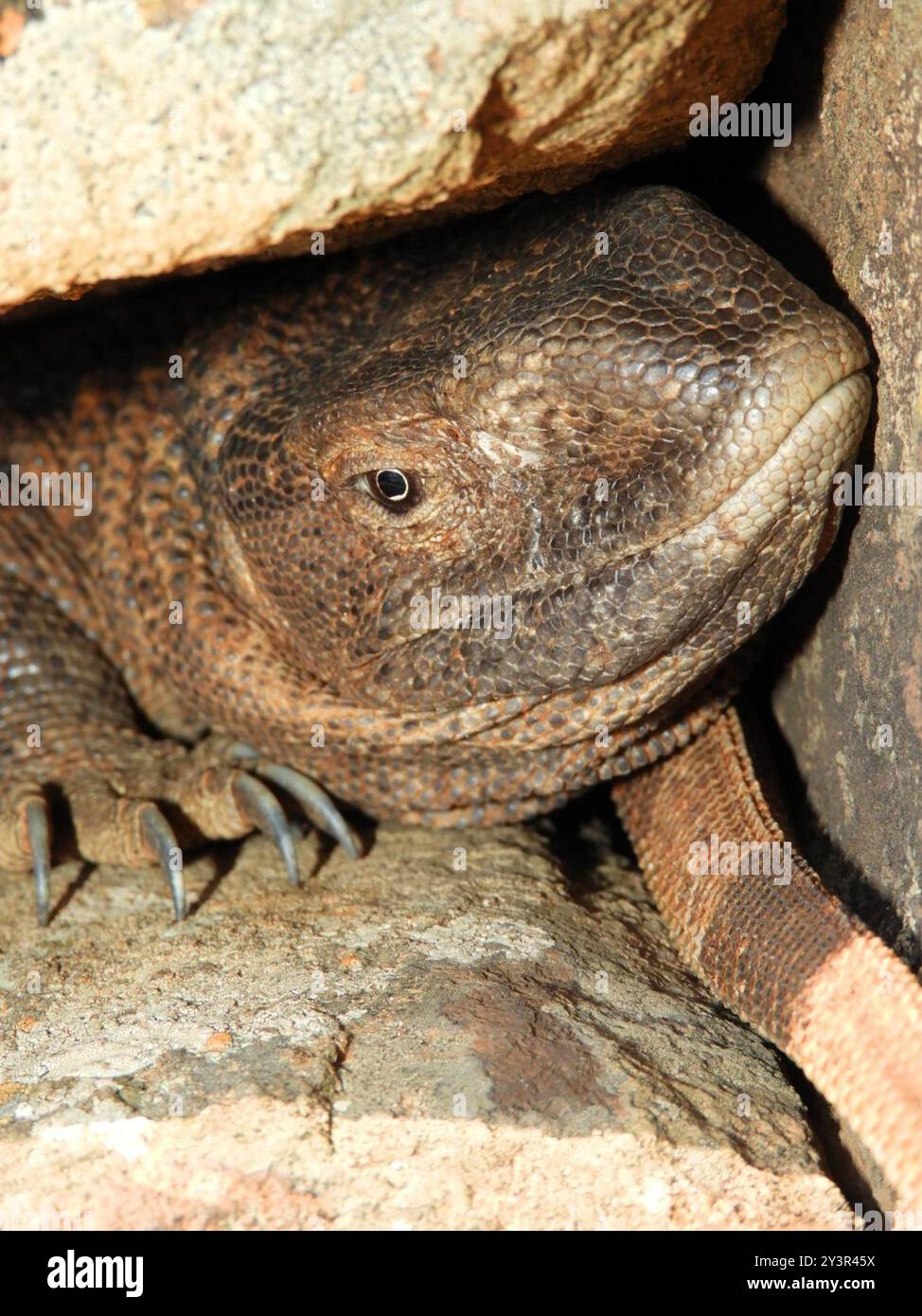 White-throated monitor (Varanus albigularis albigularis) Reptilia Stock ...