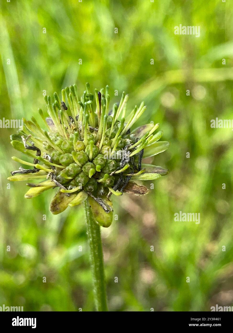 (Marshallia obovata obovata) Plantae Stock Photo - Alamy