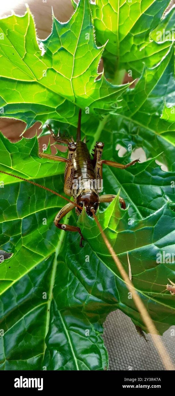 Auckland Tree Weta (Hemideina thoracica) Insecta Stock Photo - Alamy