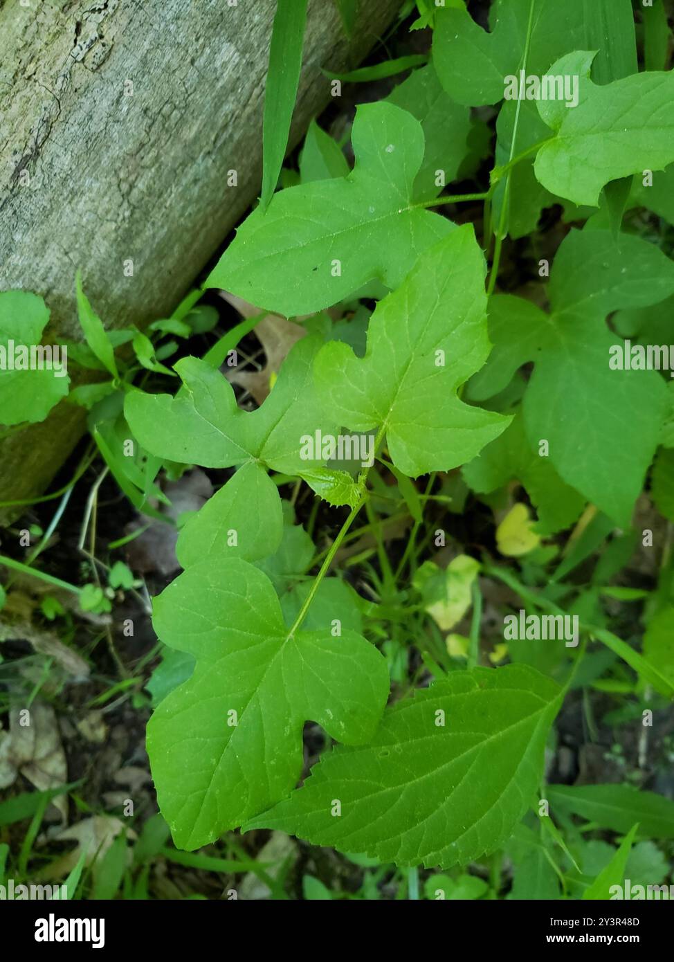 tall rattlesnake root (Nabalus altissimus) Plantae Stock Photo - Alamy
