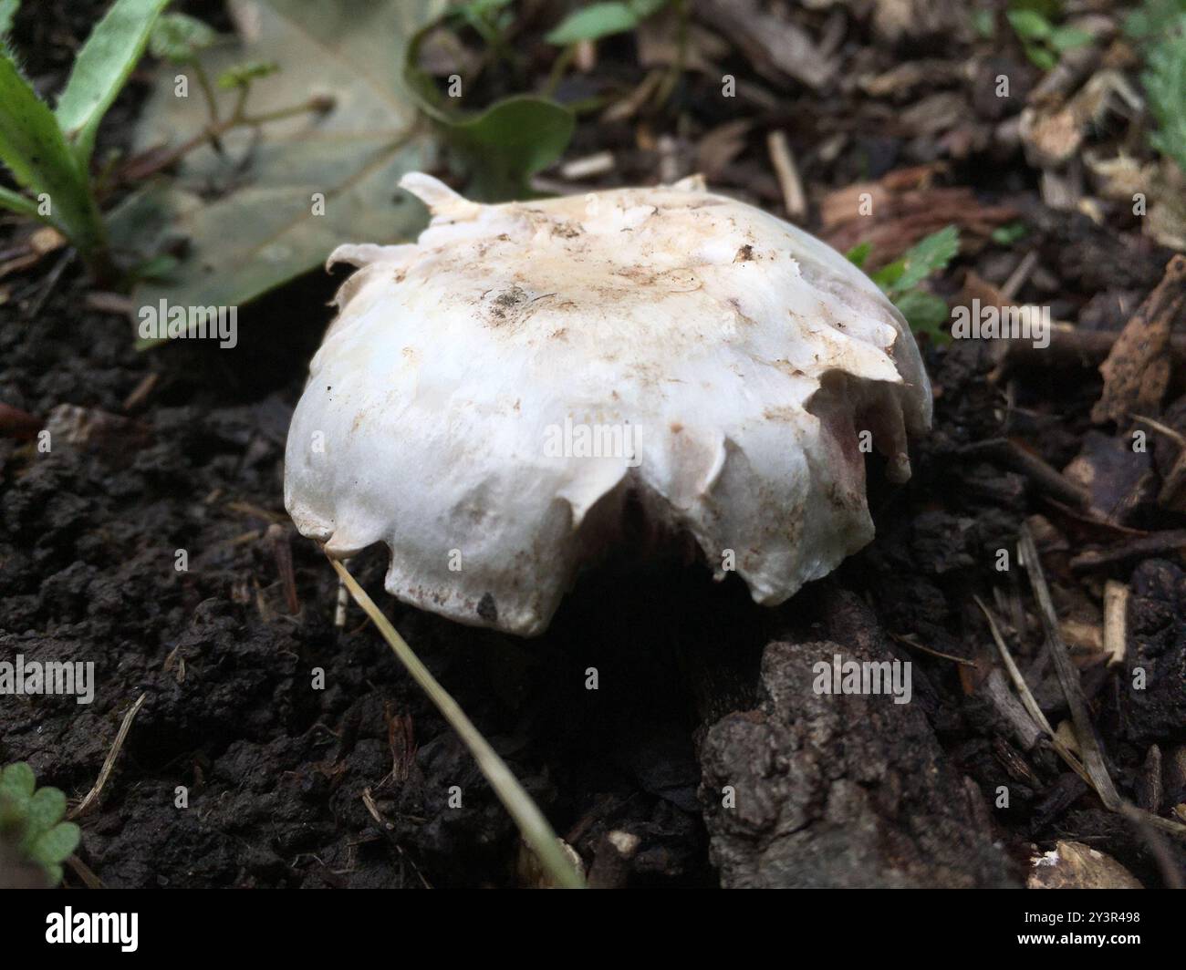 Basidiomycete Fungi (Basidiomycota) Fungi Stock Photo - Alamy