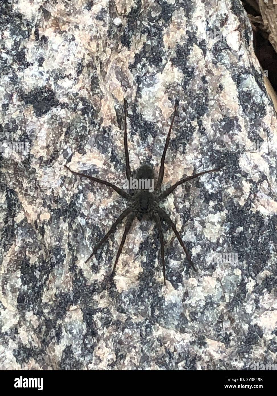 Wolf Spiders and Allies (Lycosoidea) Arachnida Stock Photo - Alamy