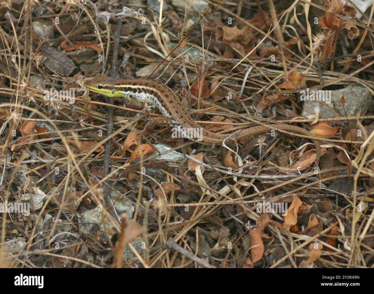 Snake-eyed Lizard (Ophisops elegans) Reptilia Stock Photo - Alamy