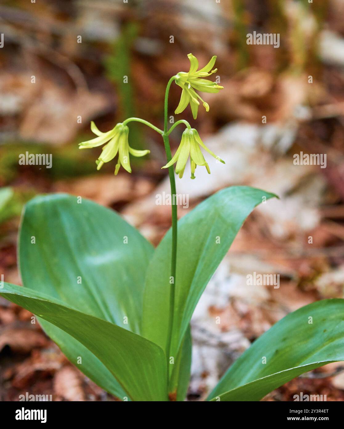 bluebead lily (Clintonia borealis) Plantae Stock Photo - Alamy