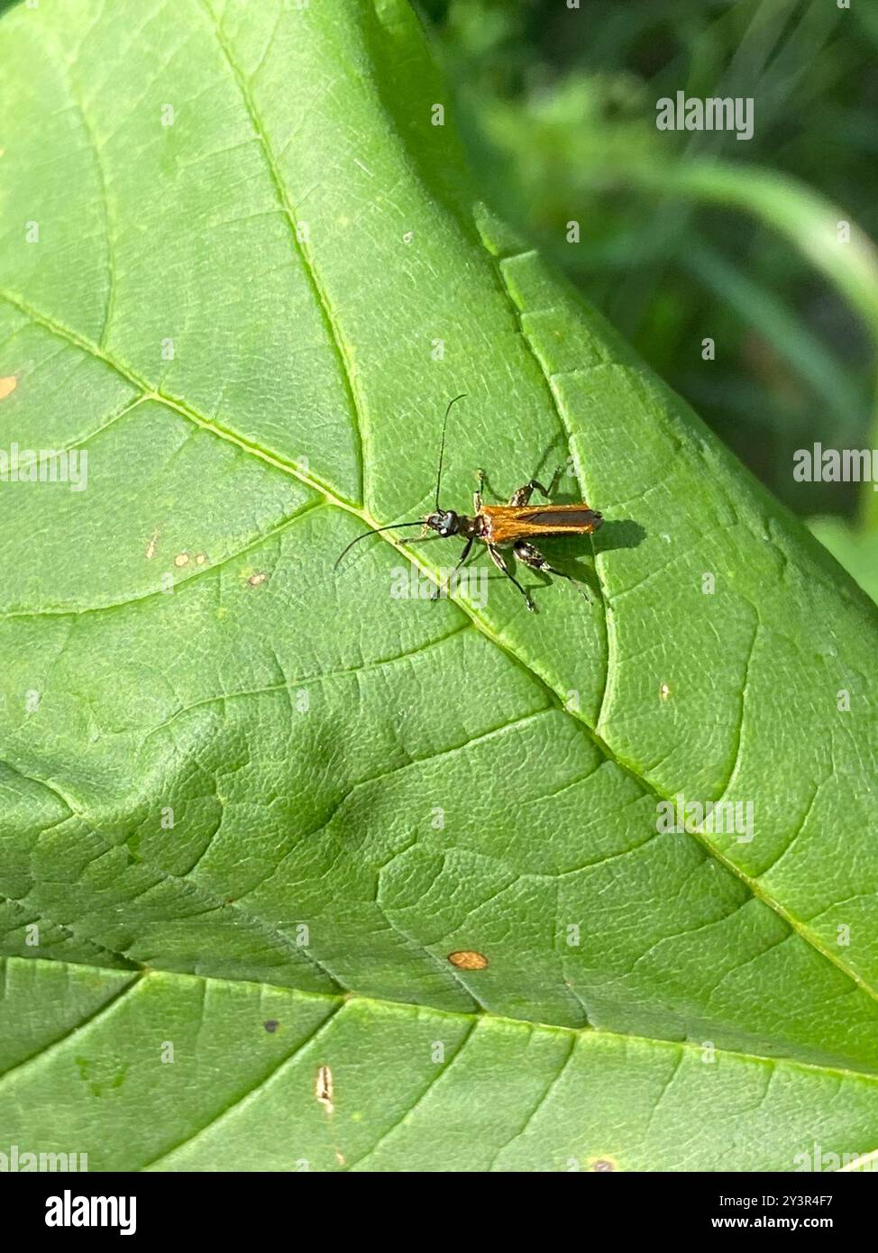 (Oedemera femorata) Insecta Stock Photo - Alamy