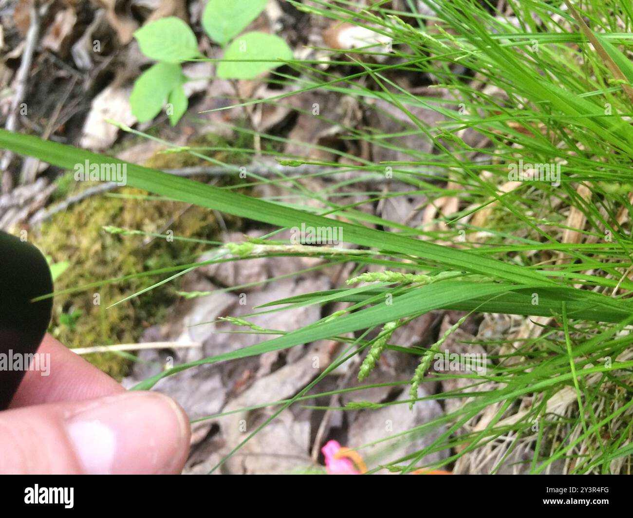 graceful sedge (Carex gracillima) Plantae Stock Photo - Alamy