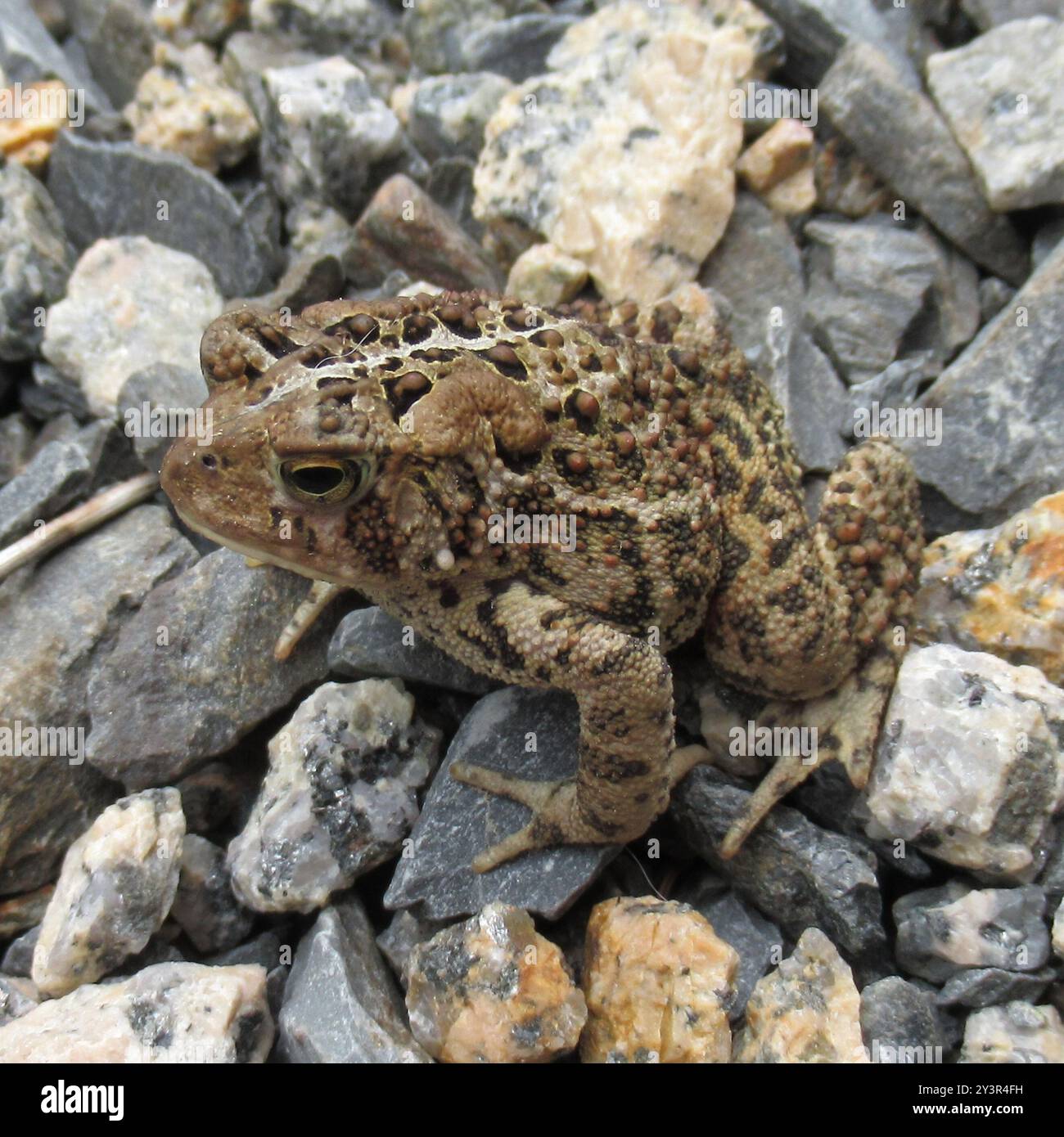 American Toad (Anaxyrus americanus) Amphibia Stock Photo - Alamy