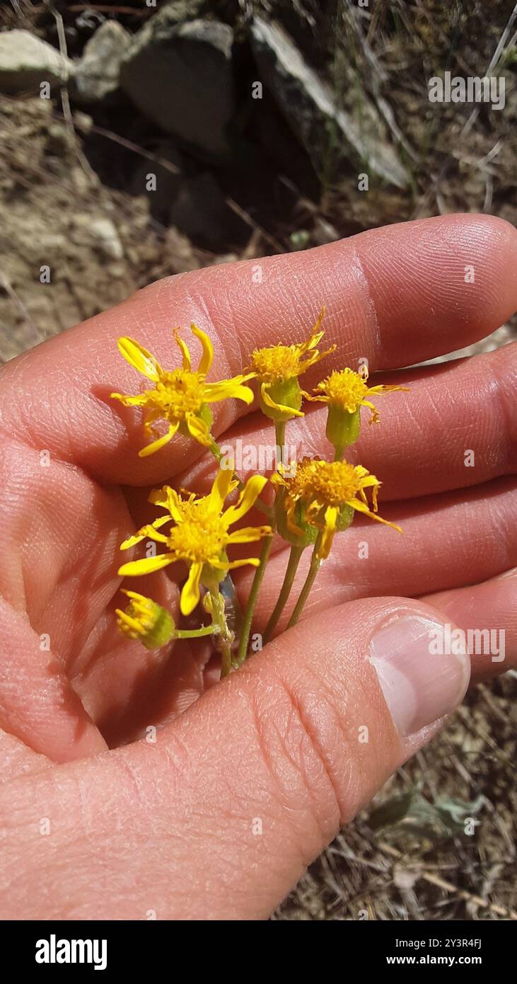woolly groundsel (Packera cana) Plantae Stock Photo - Alamy
