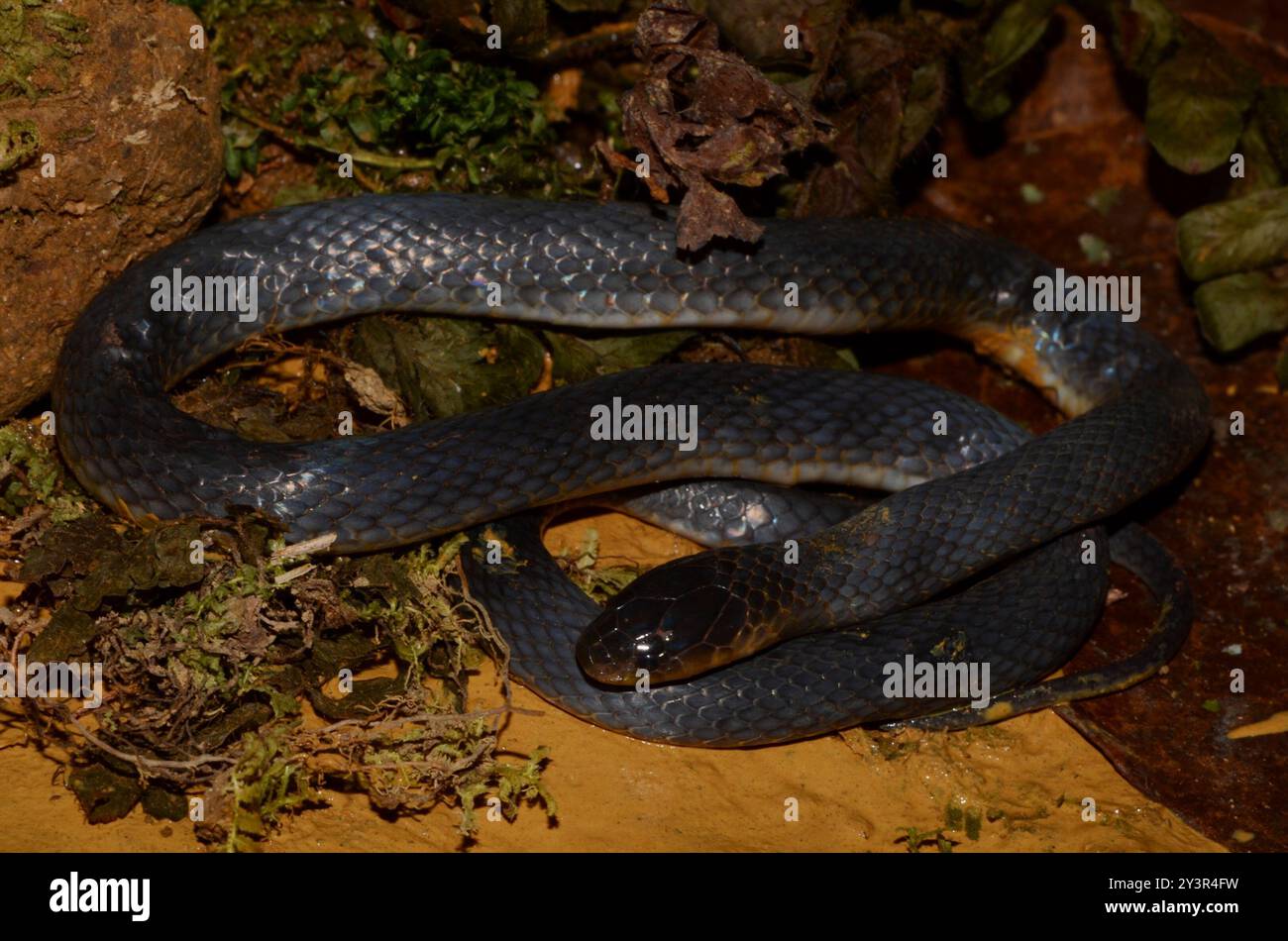 Western Forest Centipede-eater (Aparallactus modestus) Reptilia Stock ...