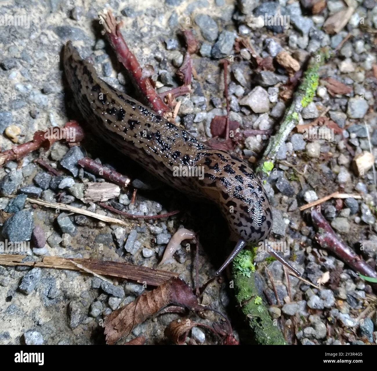 Leopard Slug (Limax maximus) Mollusca Stock Photo - Alamy