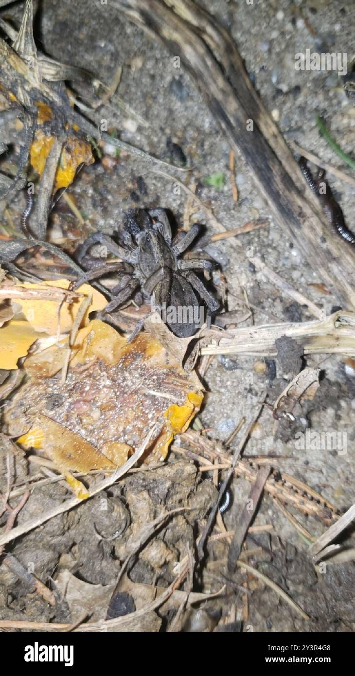 Wetland Giant Wolf Spider (Tigrosa helluo) Arachnida Stock Photo - Alamy