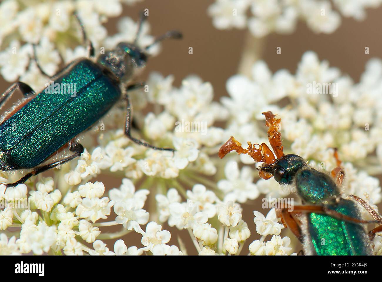 (Cerocoma schreberi) Insecta Stock Photo - Alamy